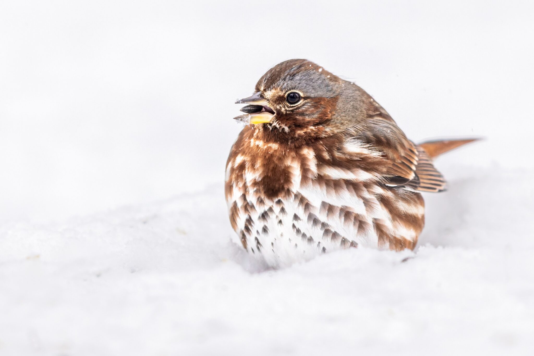 BirdCast – Bird migration forecasts in real-time